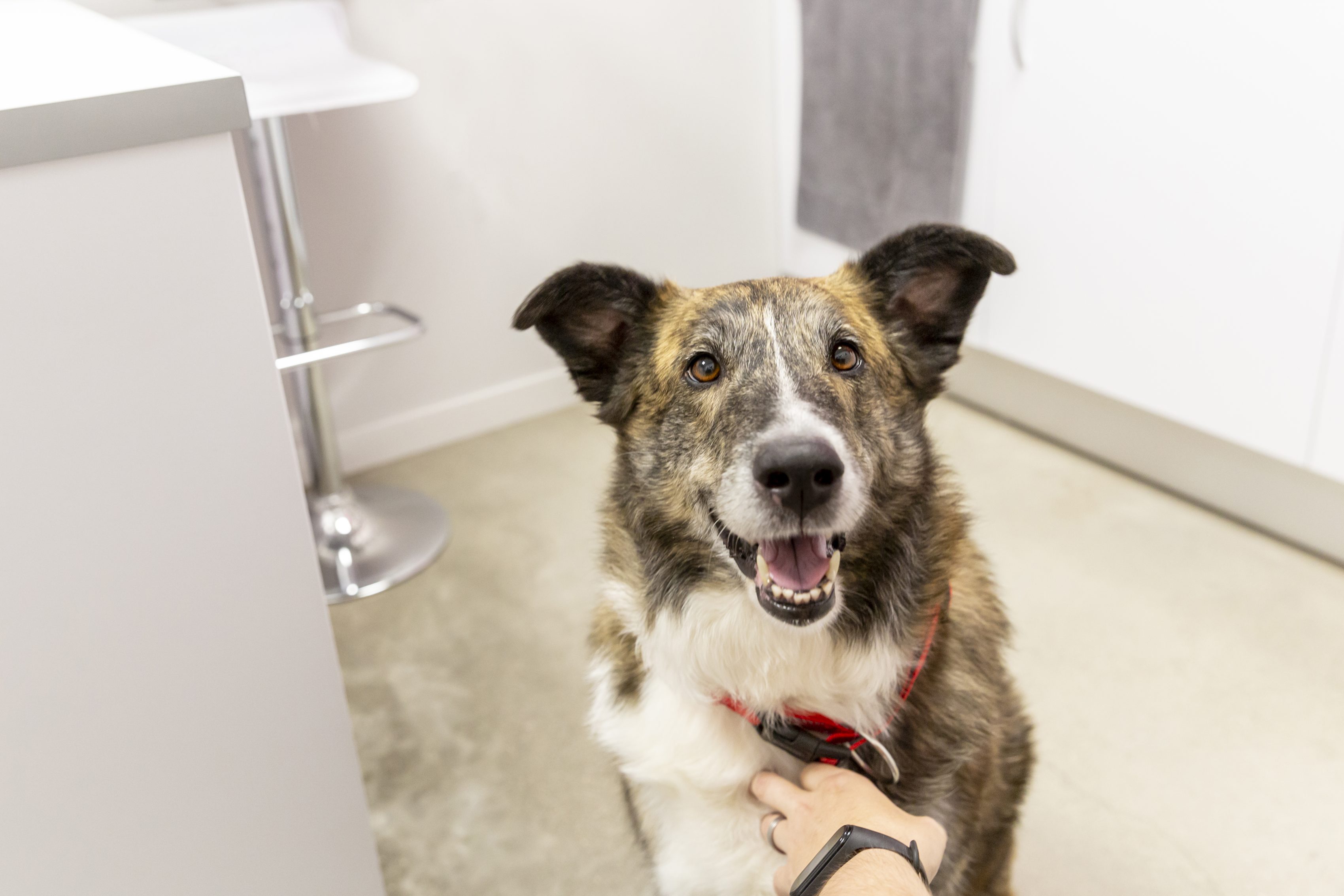 Demodicosis en perros: Síntomas y tratamiento efectivo - Bravecto LATAM